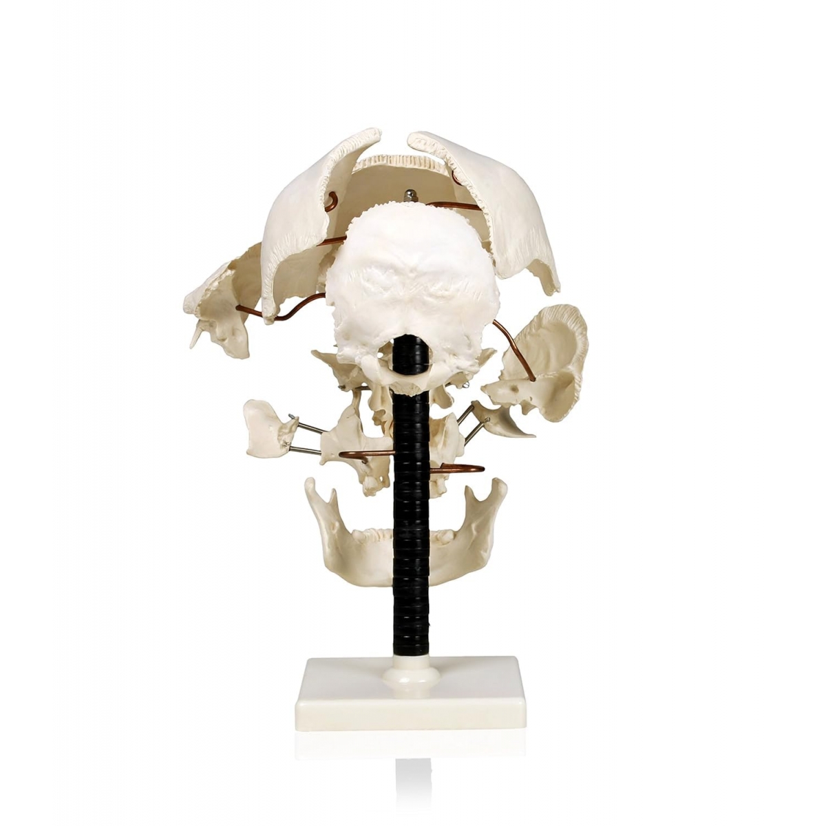 Exploded Human Skull Model - MYASKRO